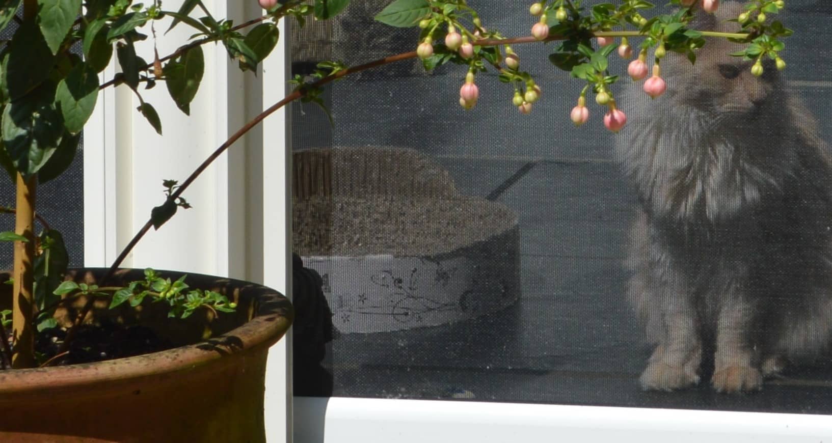 Cat Screens to Keep Your Cats Inside - Phantom Screens